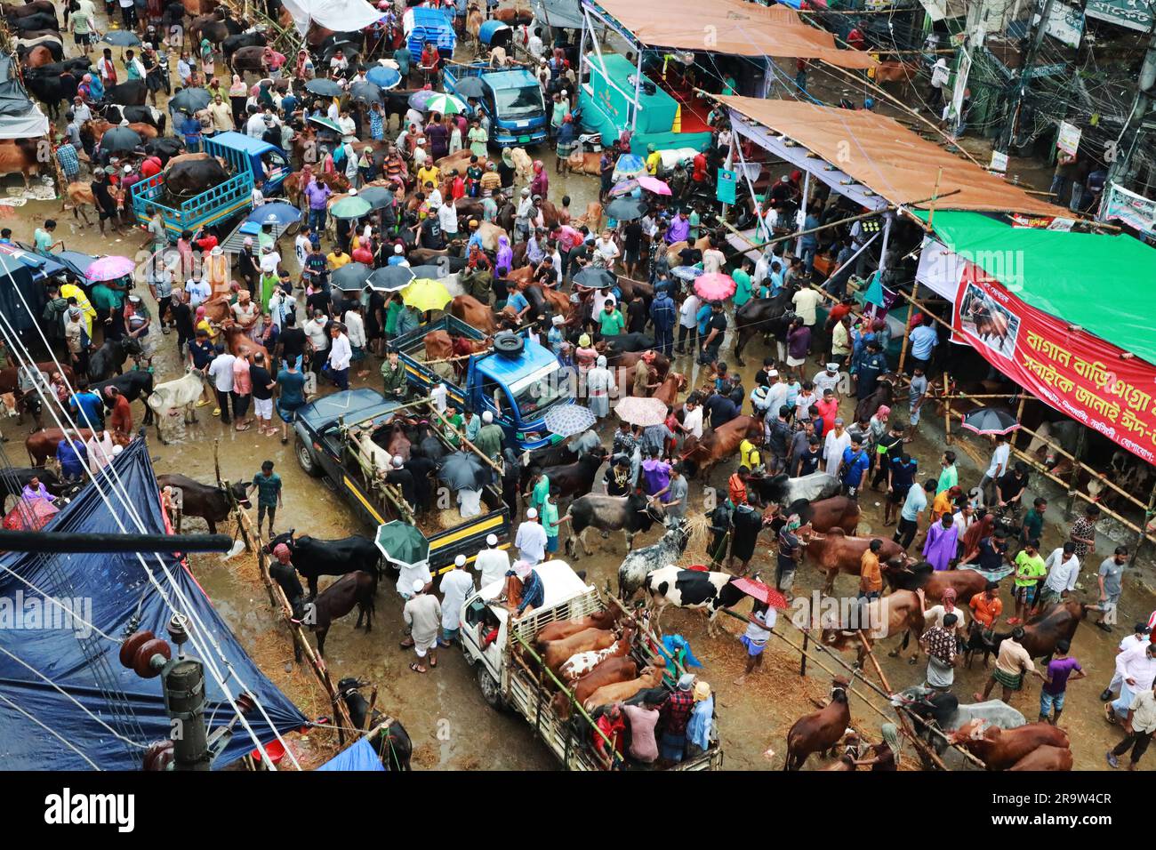 Dhaka, Bangladesh. 28th June, 2023. Cattle traders wait for customers to sell sacrificial ...