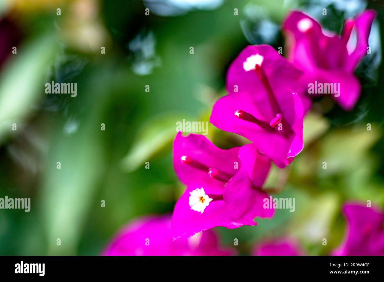 Bougainvillea flowers in groups with colorful bracts papillose, of ...
