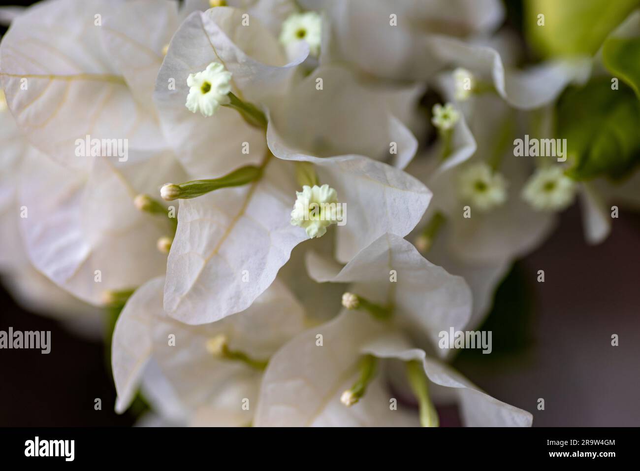 Many strands of white bougainvillea flowers that are perennial ...