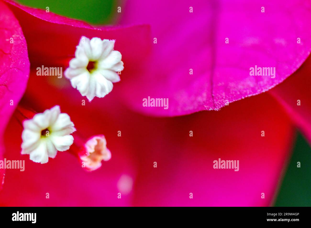 Bougainvillea colorful papillose, of different varieties and colors of ...