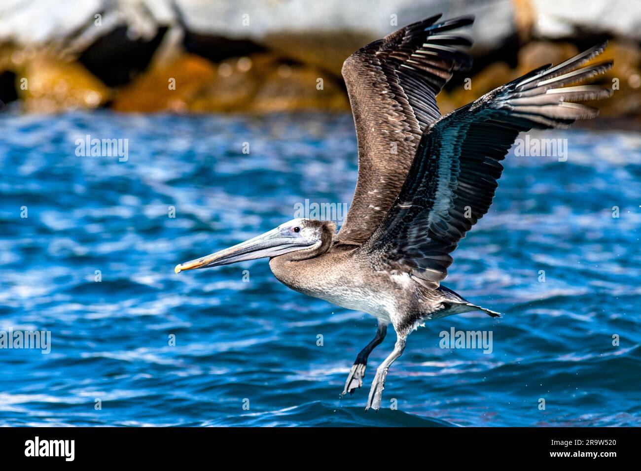Tropical fish cabo san lucas hi-res stock photography and images - Alamy