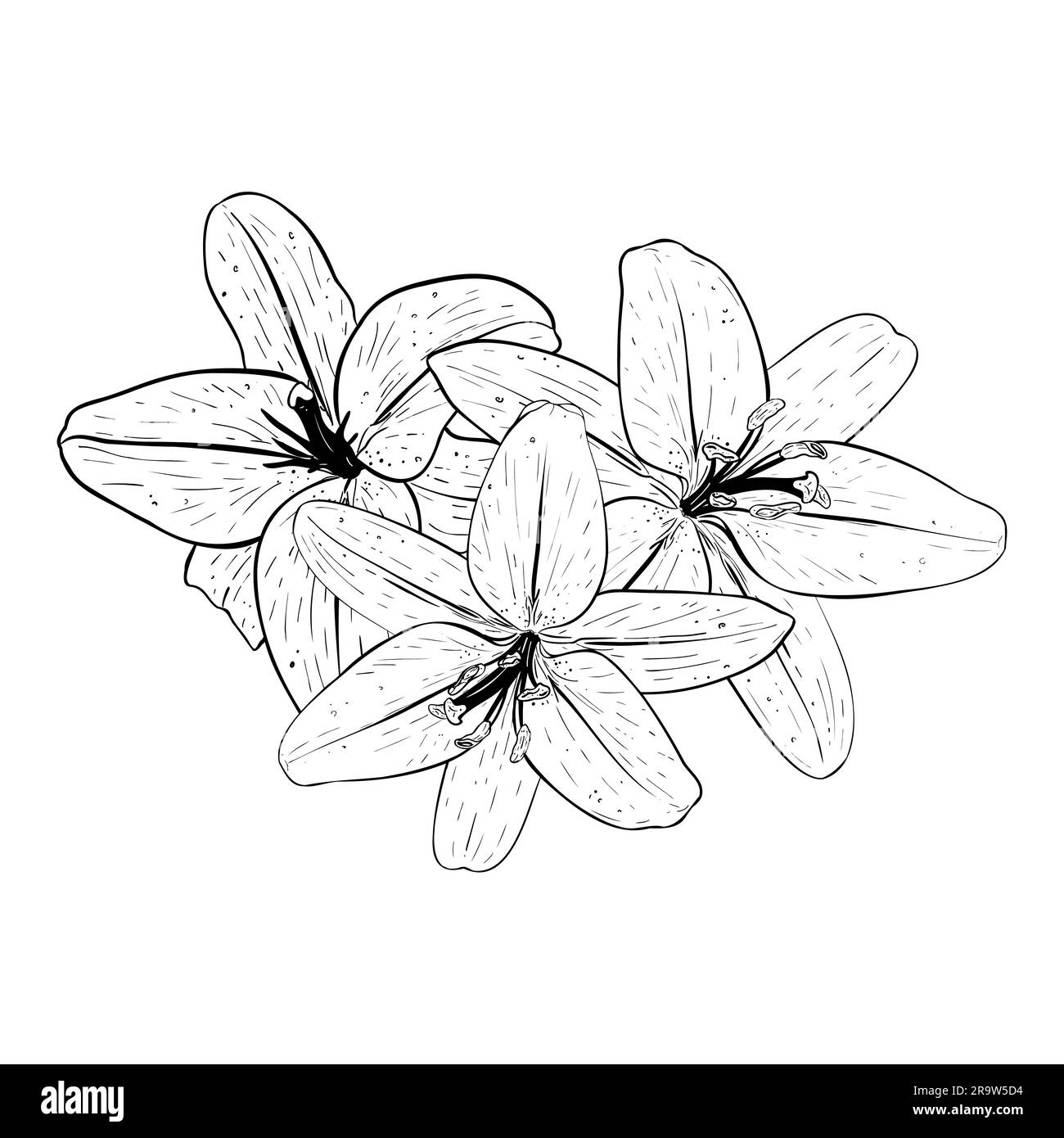 Vector illustration of three lily flowers in full bloom looking to us ...