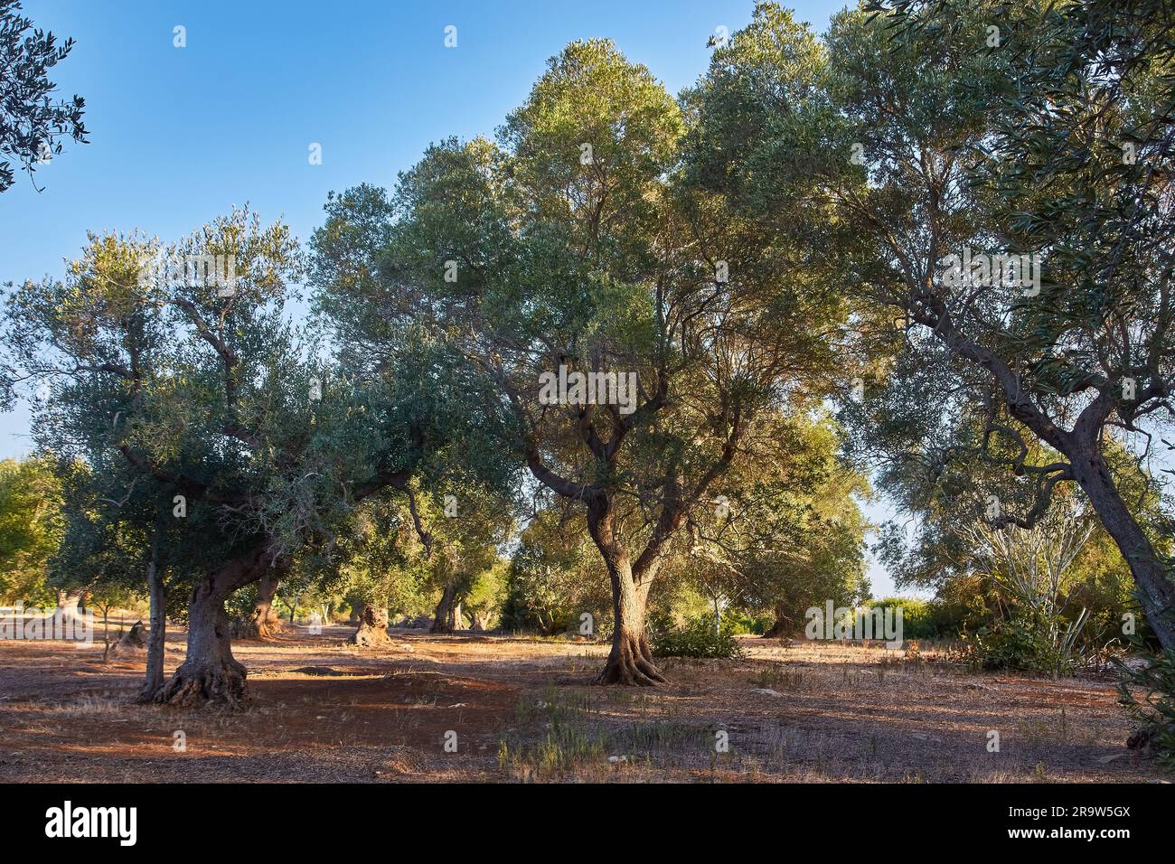 Olive groves in croatia hi-res stock photography and images - Alamy