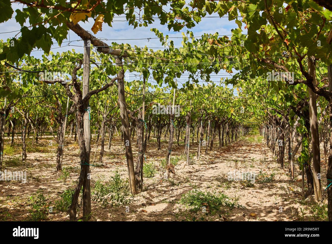Grapevine rows at a vineyard estate on a sunny day in Collecorvino ...