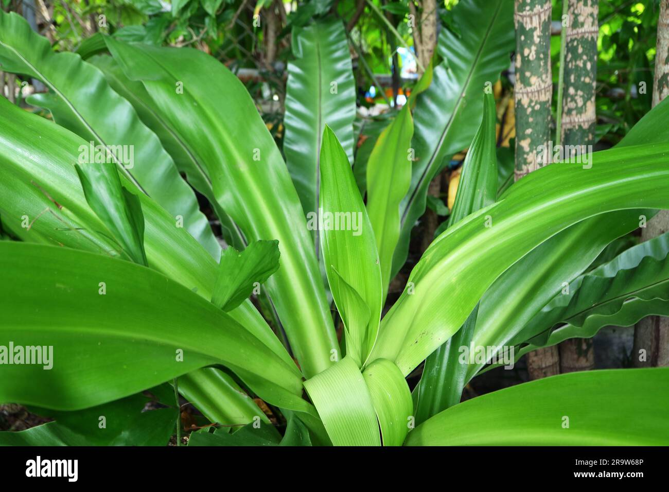 Closeup of vibrant green bird's-nest fern growing in the backyard Stock ...