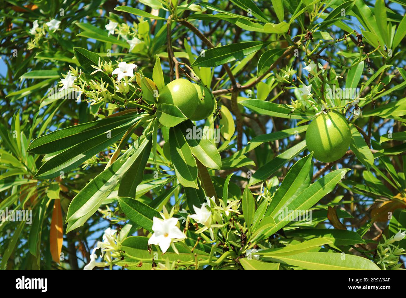 Closeup of Pong Pong tree' s fruits and flowers, a highly toxic plant ...