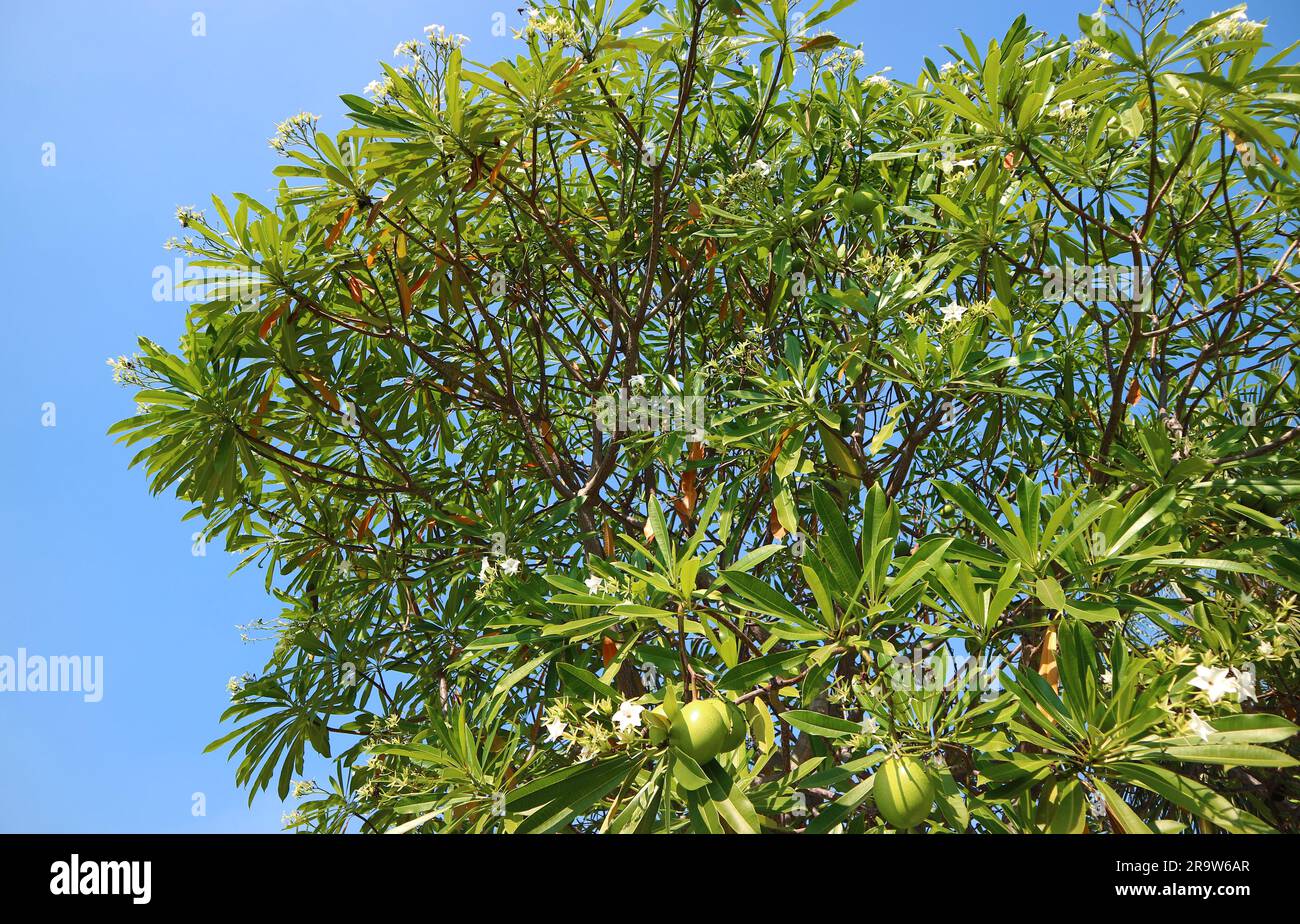 Fruiting Pong Pong tree, a highly toxic plant grown widely as house ...