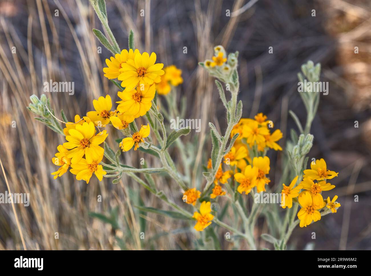 Desert marigolds in bloom, Chihuahuan Desert, Big Bend National Park ...