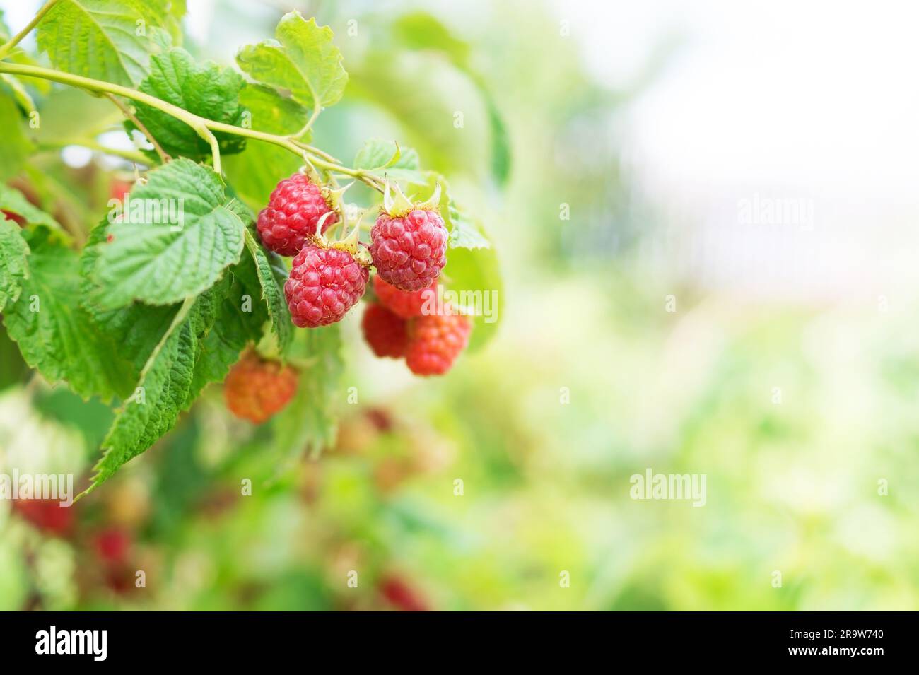 Branch of ripe raspberries on the bush in the fruit garden. Fresh ...