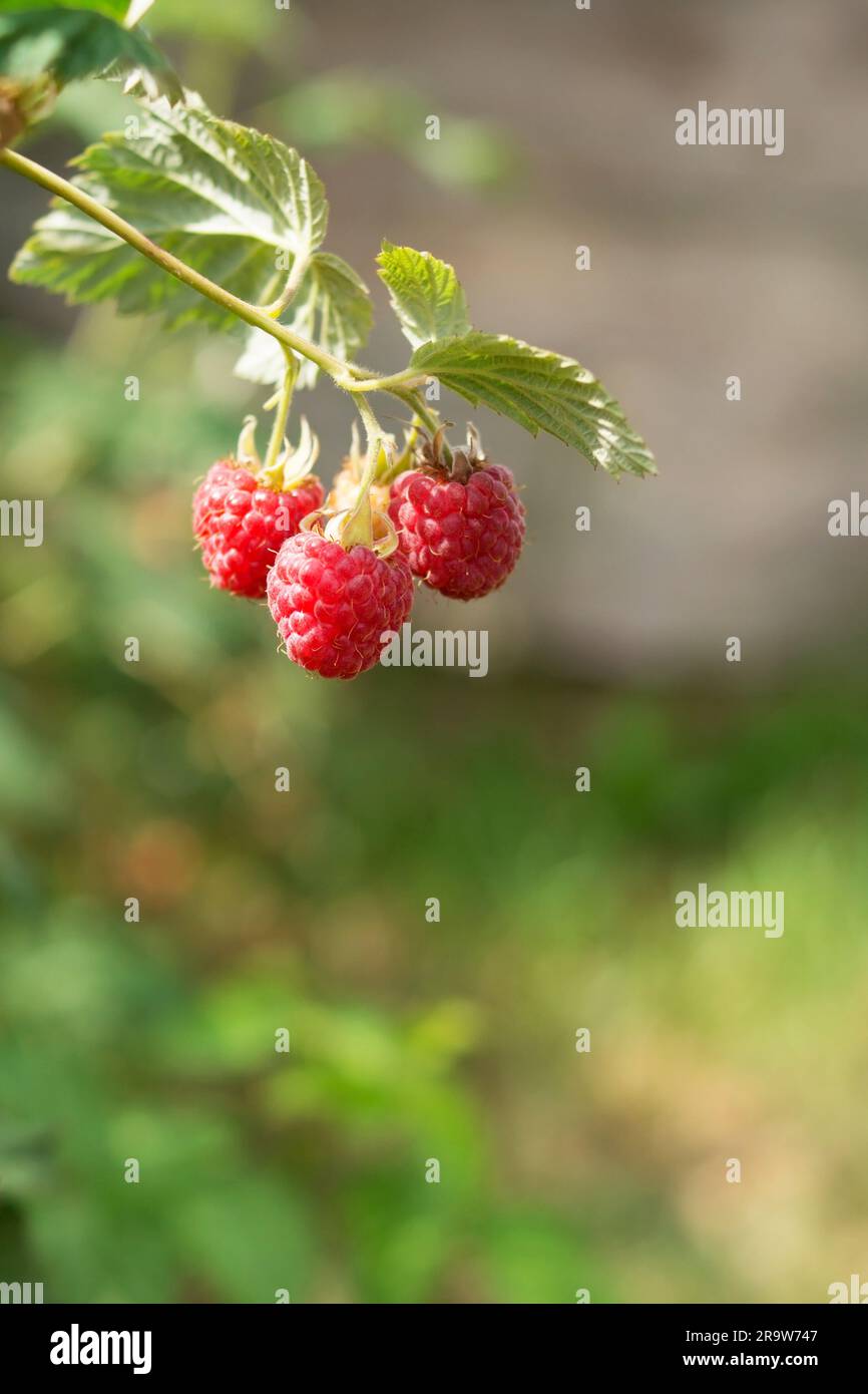 Environmentally friendly agriculture hi-res stock photography and ...