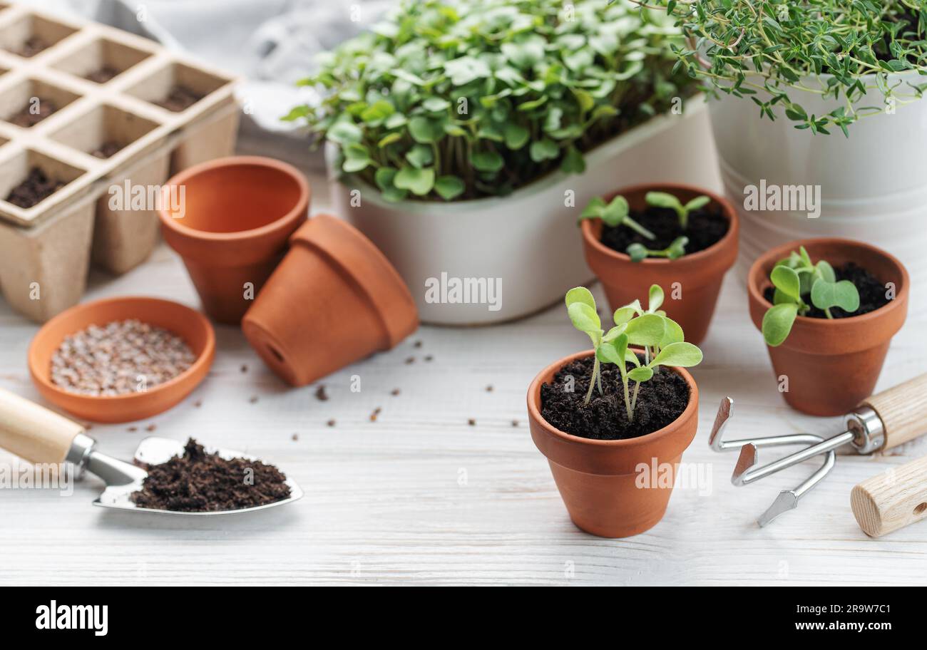 Gardening concept, planting at home. Set of gardening tools and ...