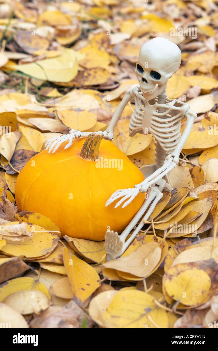 A skeleton holding a Pumpkin, a squash, a pattison for Halloween on a ...