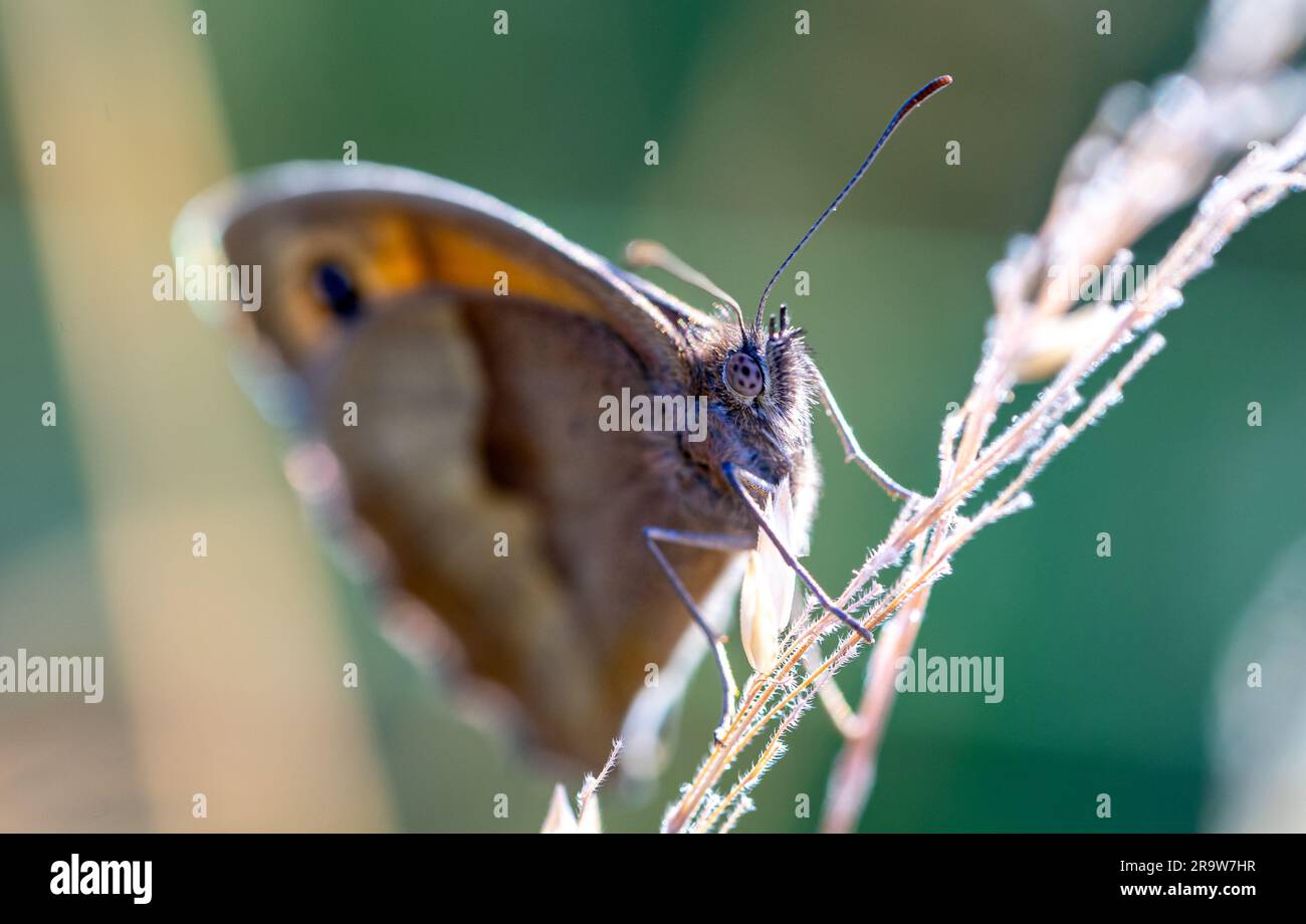 Big green moth hi-res stock photography and images - Alamy