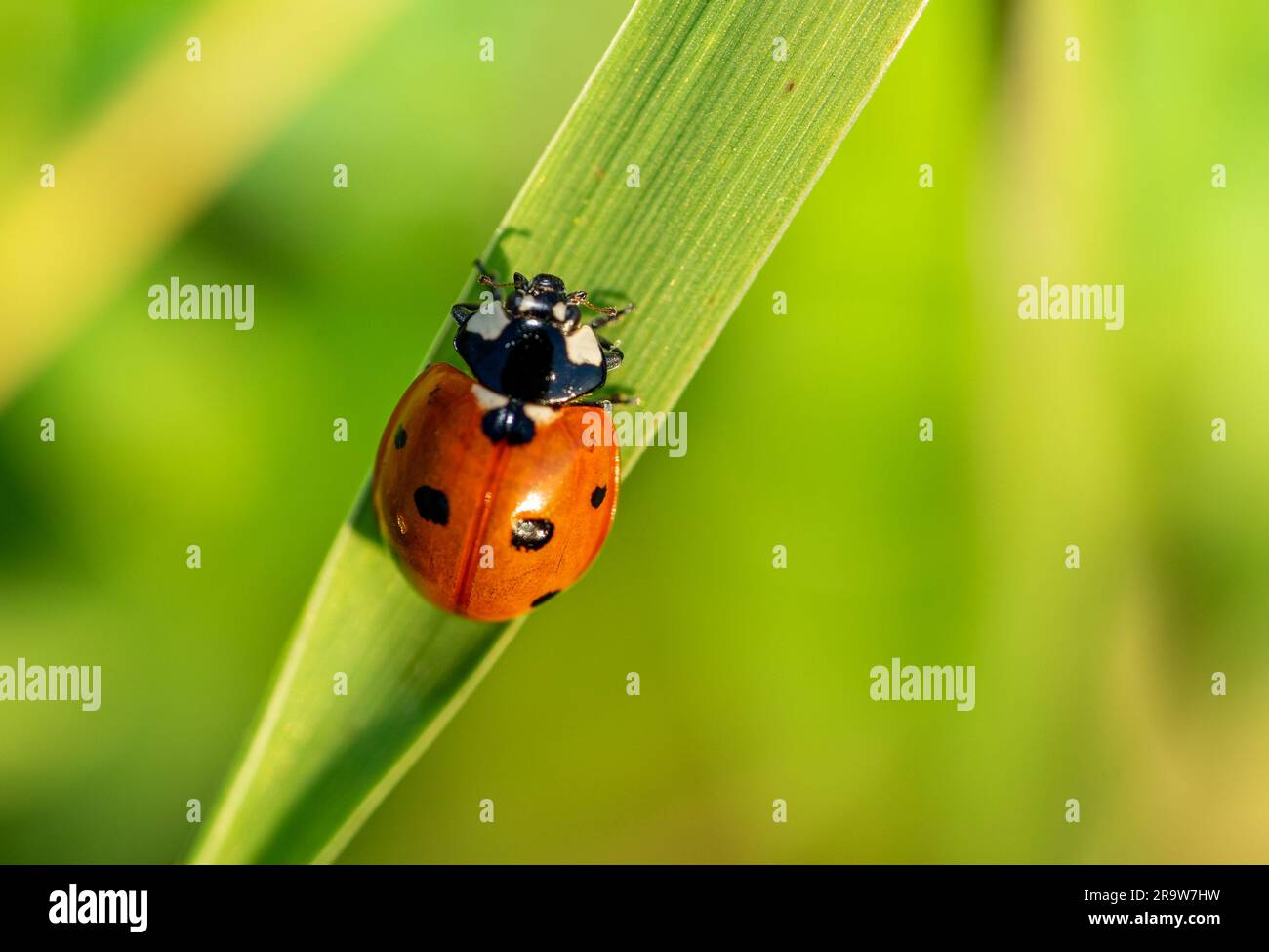 Ladybird face close up hi-res stock photography and images - Alamy