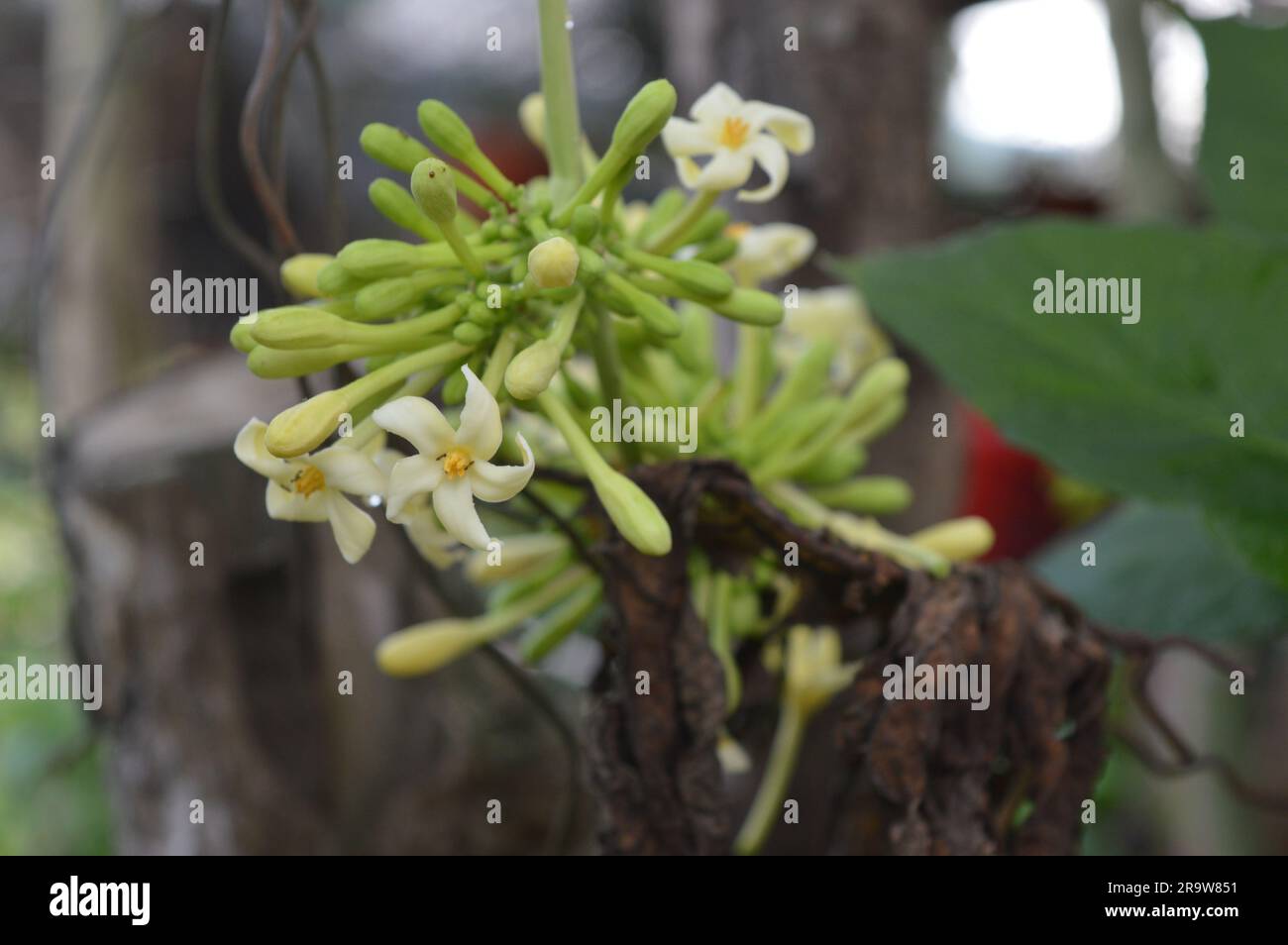 Pawpaw flower hi-res stock photography and images - Alamy