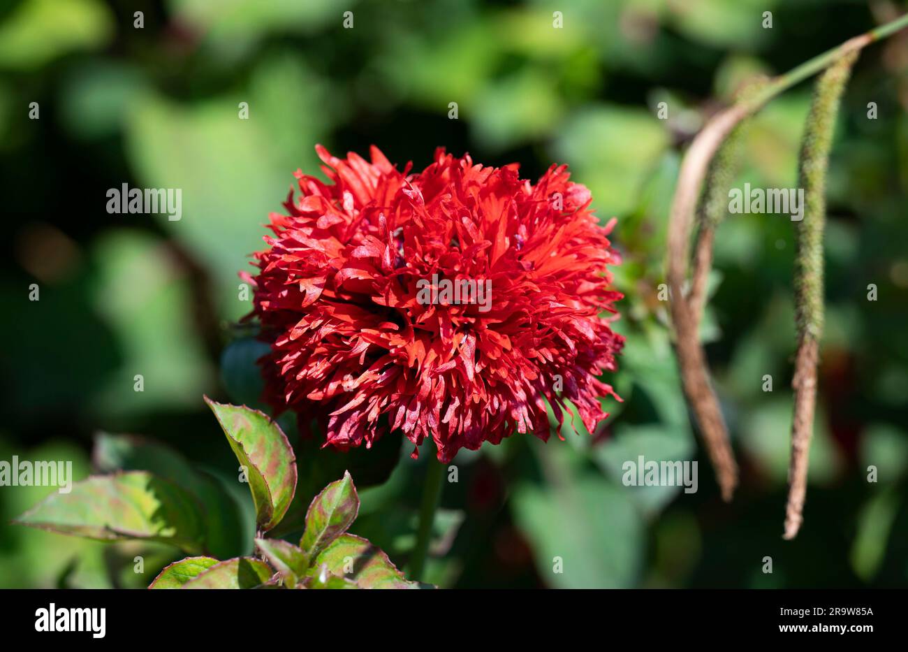Red Poppy Crimson Feathers papaver flowers in UK garden in summer Stock ...