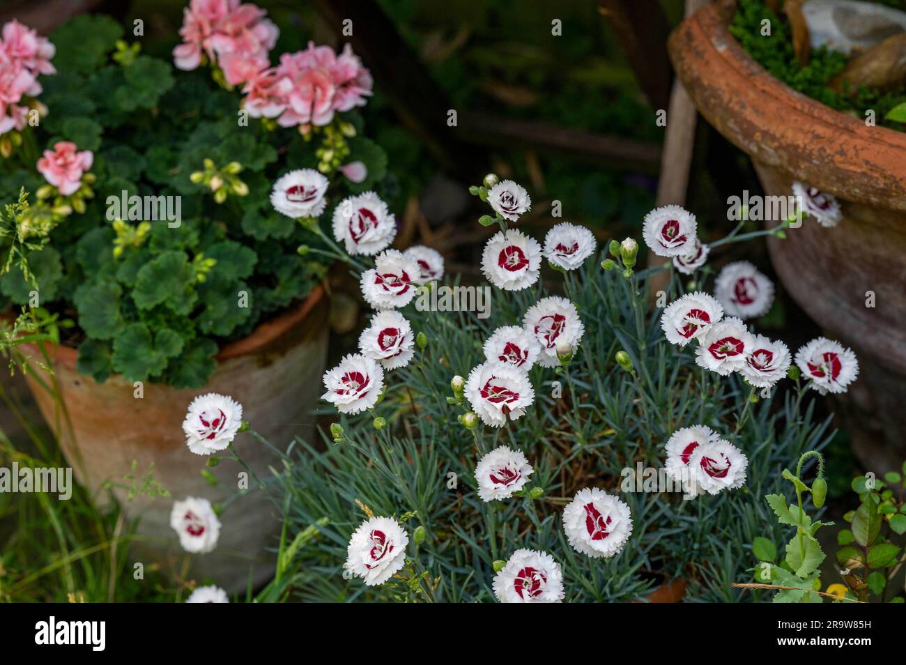 Dianthus coconut sundae petals hi-res stock photography and images - Alamy
