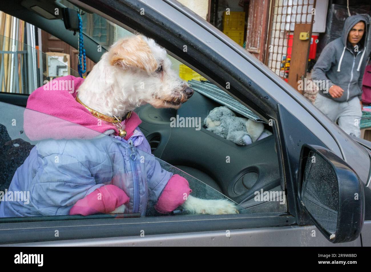 A dog look through the window of a car in Tunis, Tunisia Stock Photo ...