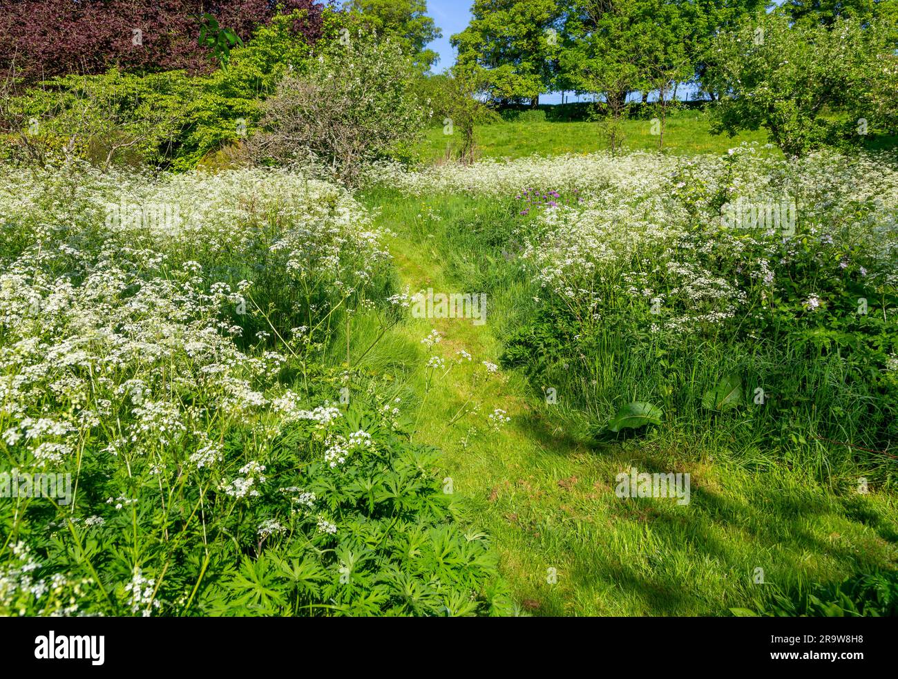 Cow parsley, Queen Anne's lace, 'Daucus carota', umbellifer plants ...