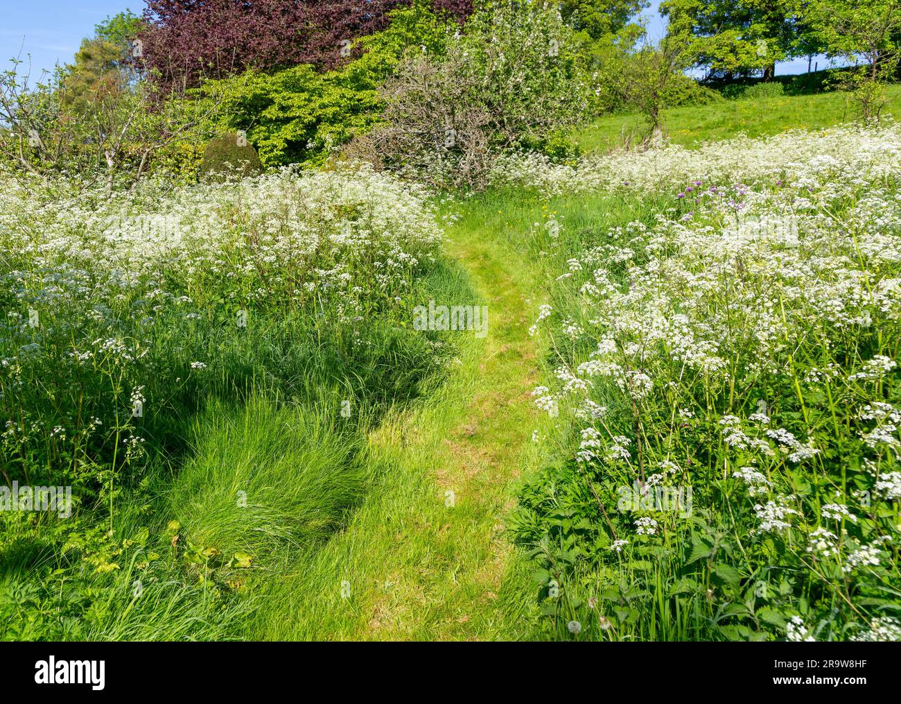 Cow parsley, Queen Anne's lace, 'Daucus carota', umbellifer plants ...