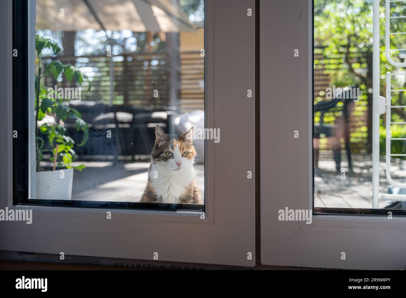 Calico cat standing outside of entrance and wants to go inside of house ...