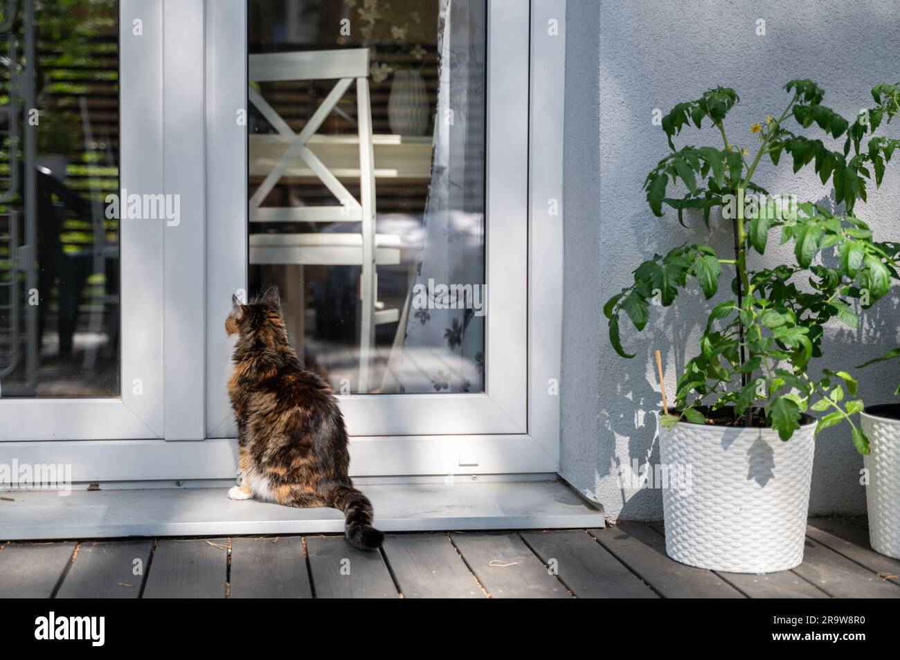 Calico cat standing outside of entrance and wants to go inside of house ...