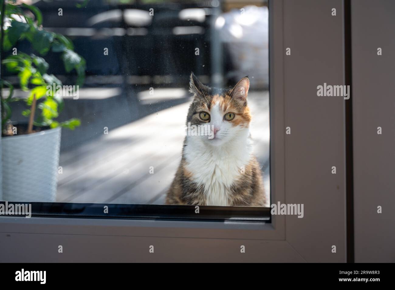 Calico cat standing outside of entrance and wants to go inside of house ...