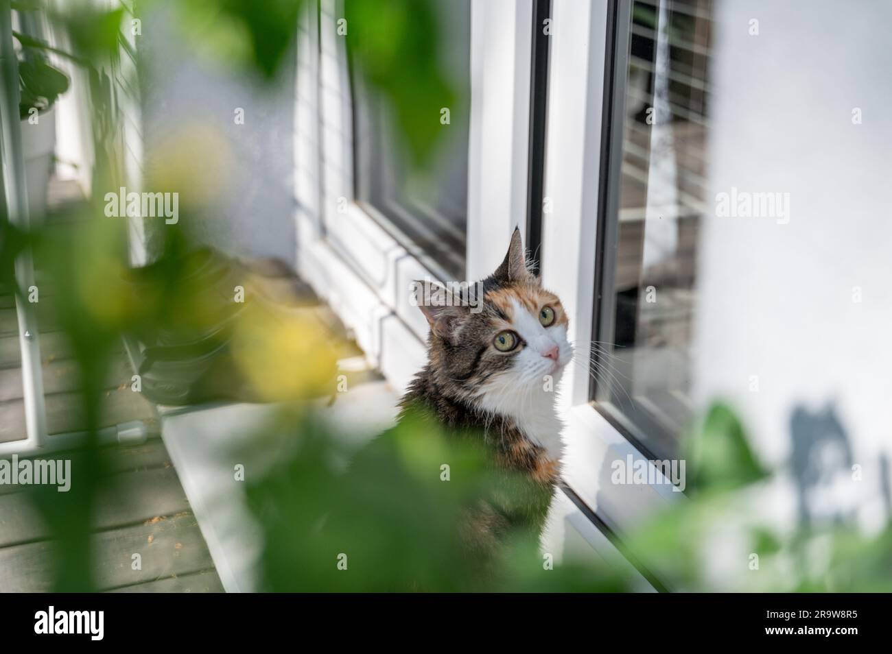 Calico cat standing outside of entrance and wants to go inside of house ...