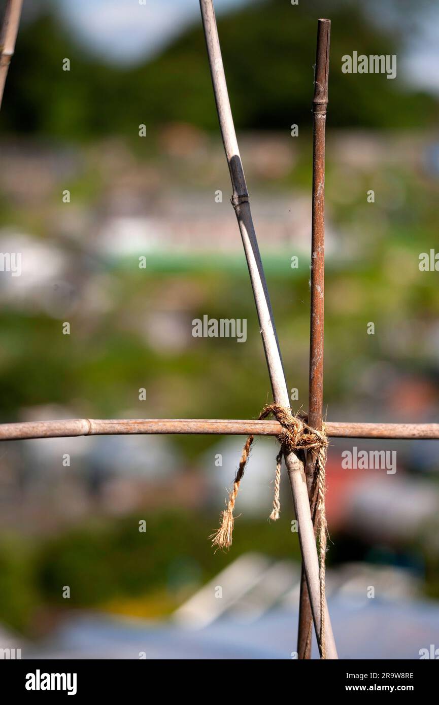 Cane allotment structure tied with string Stock Photo - Alamy
