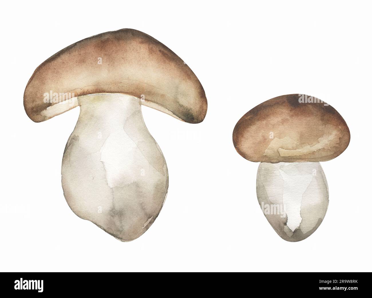 Watercolor fungi illustration, porcini mushrooms clipart set, hand ...