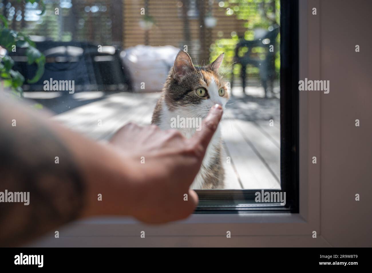 Calico cat standing outside of entrance and wants to go inside of house ...