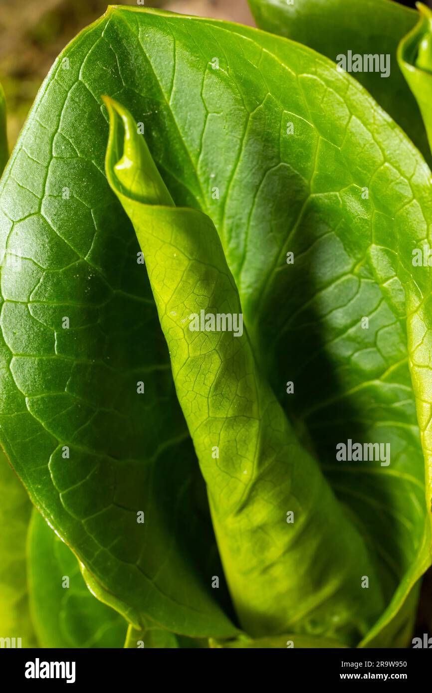 Arrow shaped leaf hi-res stock photography and images - Alamy