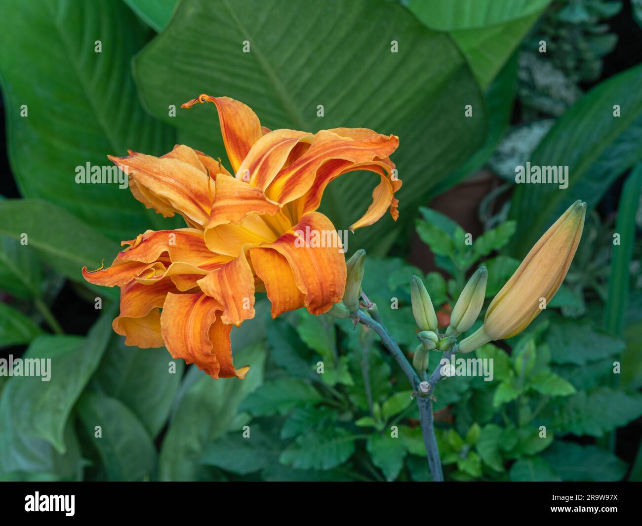 Closeup view of colorful orange and red flower of hemerocallis fulva ...