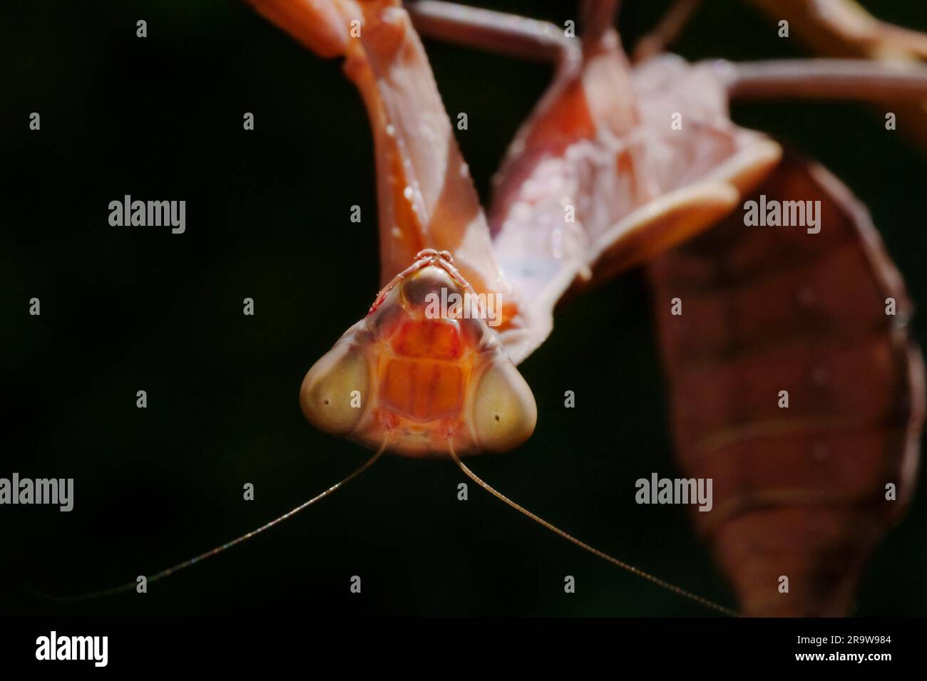 close up of head of praying mantis sitting on dry stem against black ...