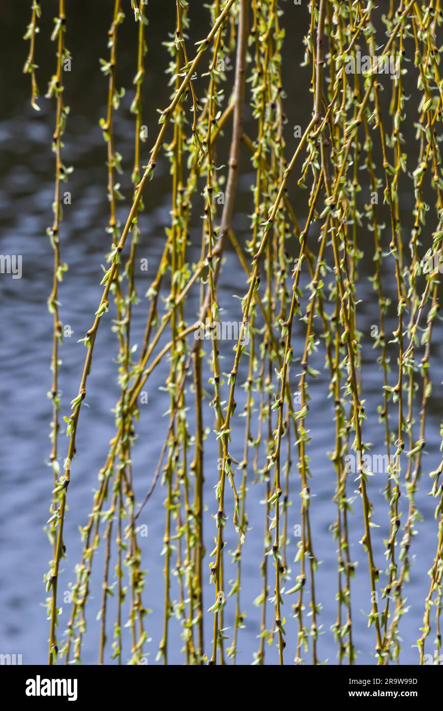 Weeping willow tree leaves bokeh hi-res stock photography and images ...