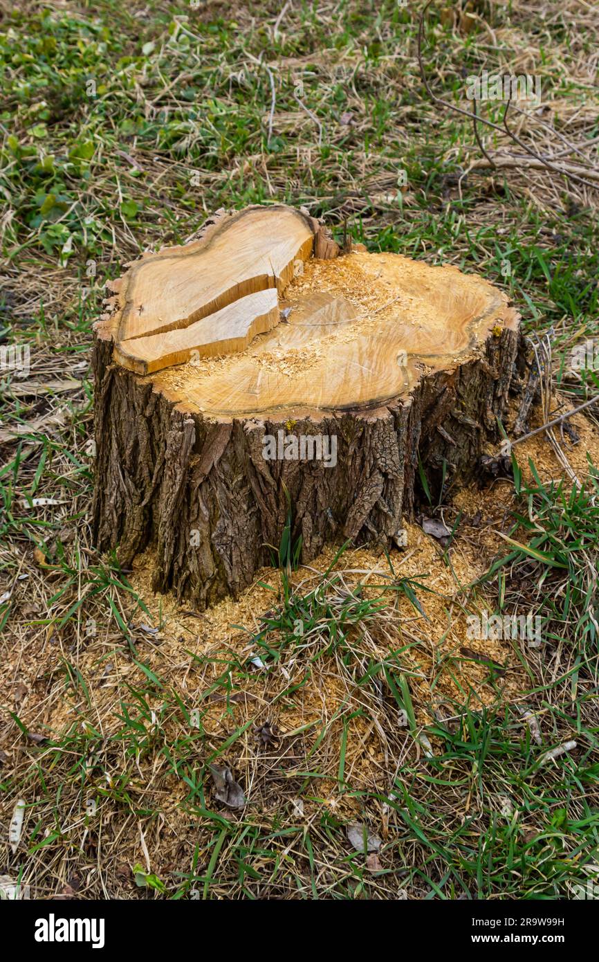A tree stump in a spring forest, ecological problems associated with ...
