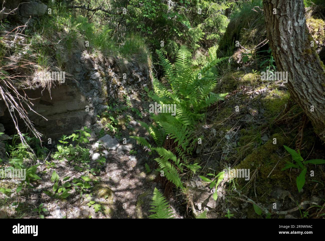 Landscape old world war hi-res stock photography and images - Alamy