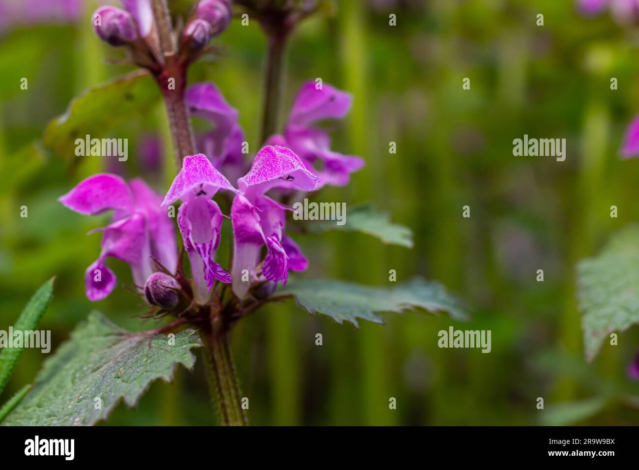Deaf nettle blooming in a forest, Lamium purpureum. Spring purple ...