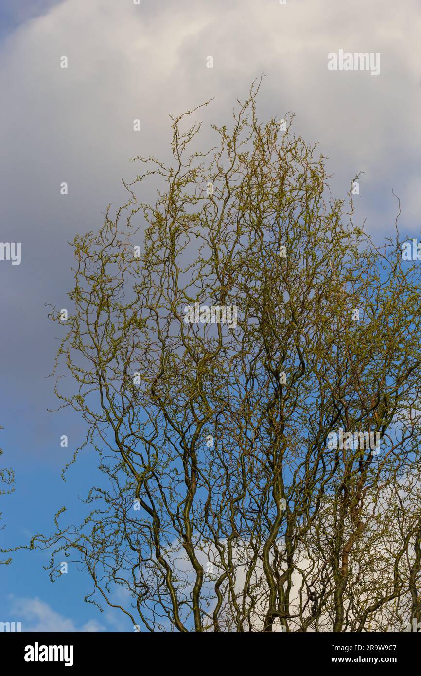 Dragons claw hi-res stock photography and images - Alamy