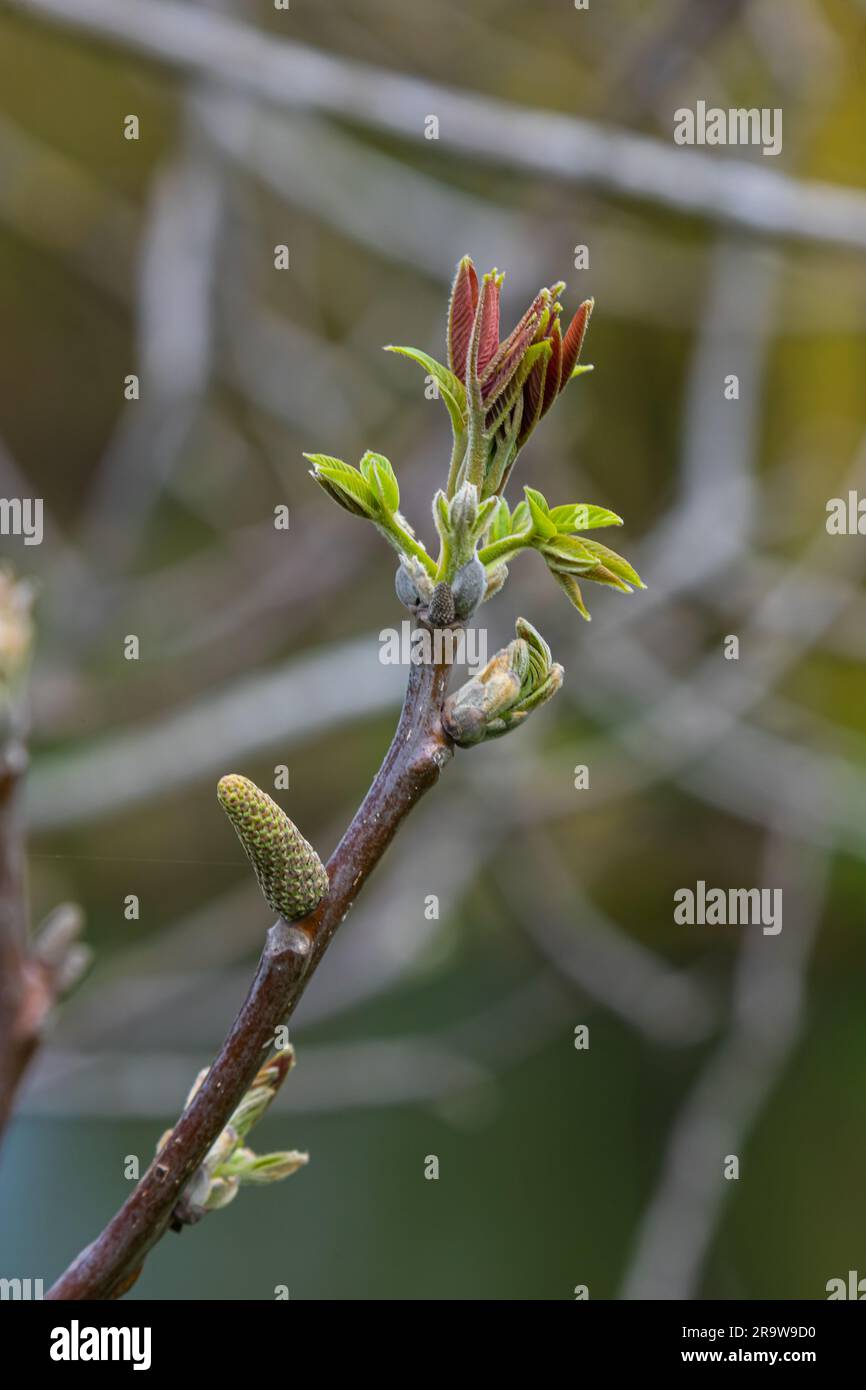 Walnut twig in spring, Walnut tree leaves and catkins close up. Walnut ...