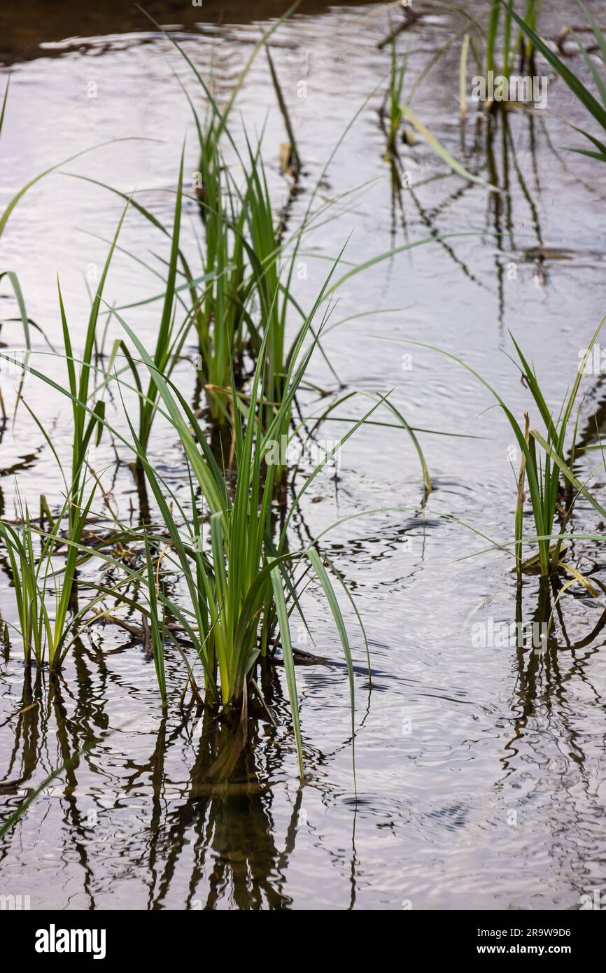 Bulrush flower hi-res stock photography and images - Alamy