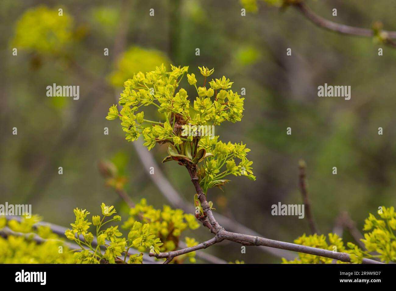 The maple Acer platanoides blooms before the leaves bloom. Yellow ...