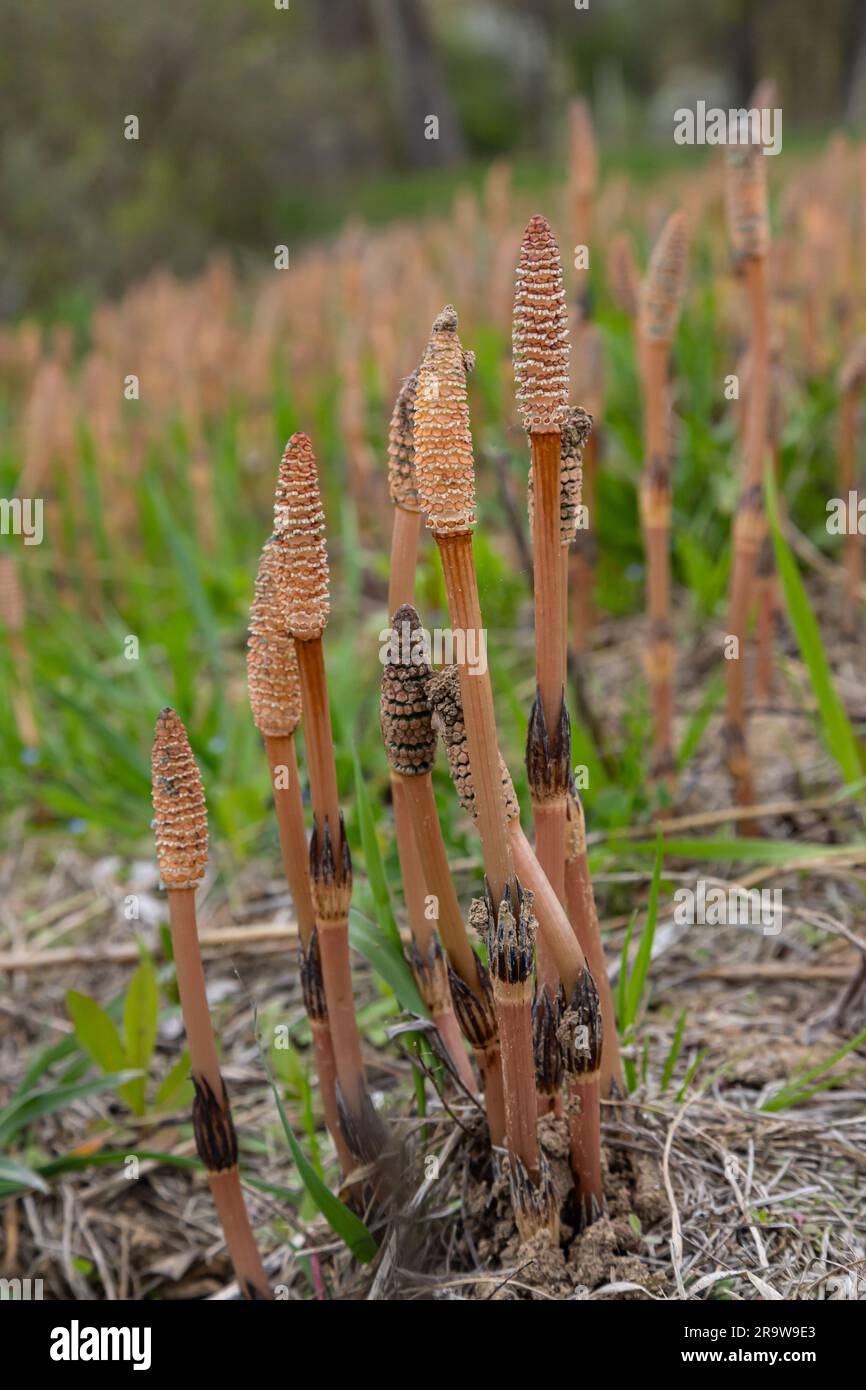 Equisetum arvense, the field horsetail or common horsetail, is an ...