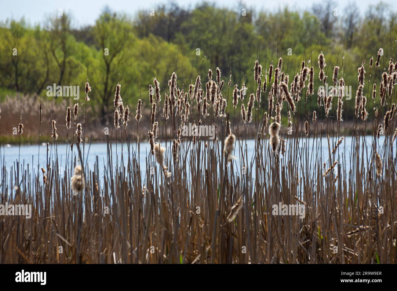 Bulrush flower hi-res stock photography and images - Alamy