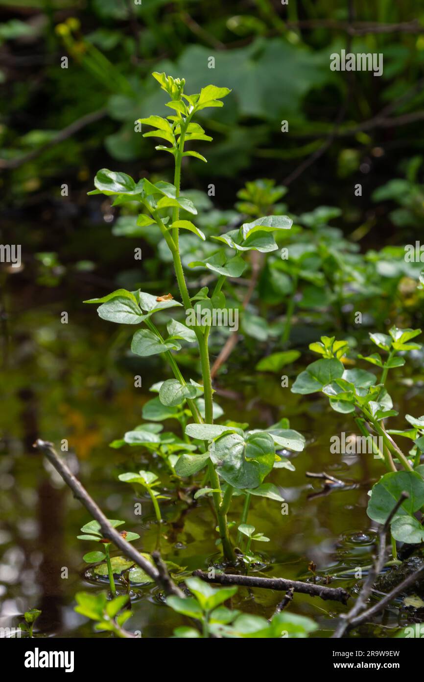 Cardamine amara, known as large bitter-cress. Spring forest. floral ...