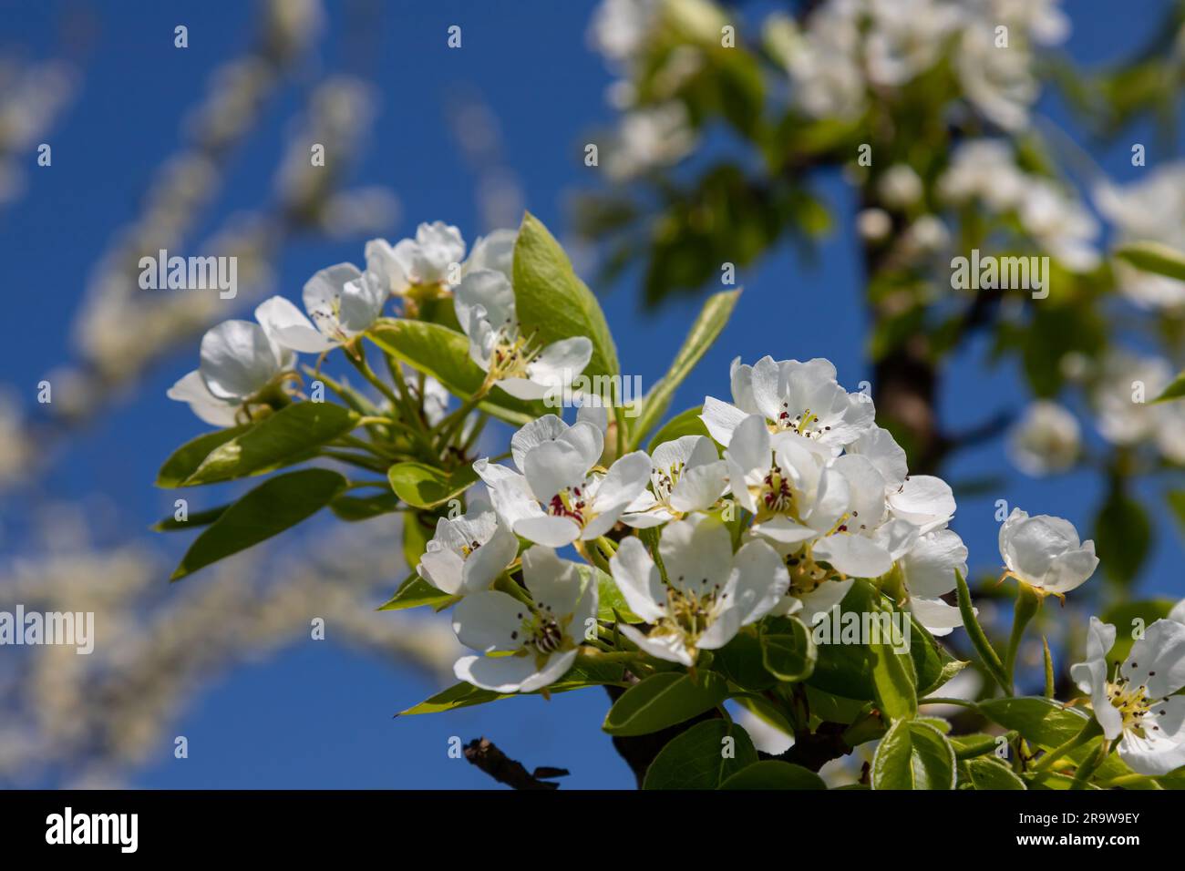 Pear tree flowers up close. white flowers and buds of the fruit tree ...