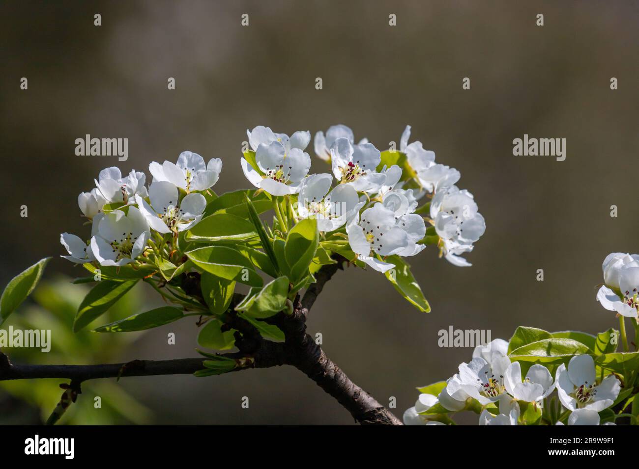 Pear tree flowers up close. white flowers and buds of the fruit tree ...