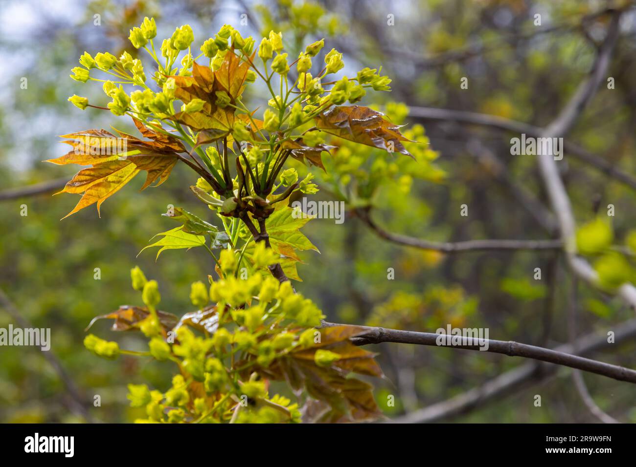 The maple Acer platanoides blooms before the leaves bloom. Yellow ...