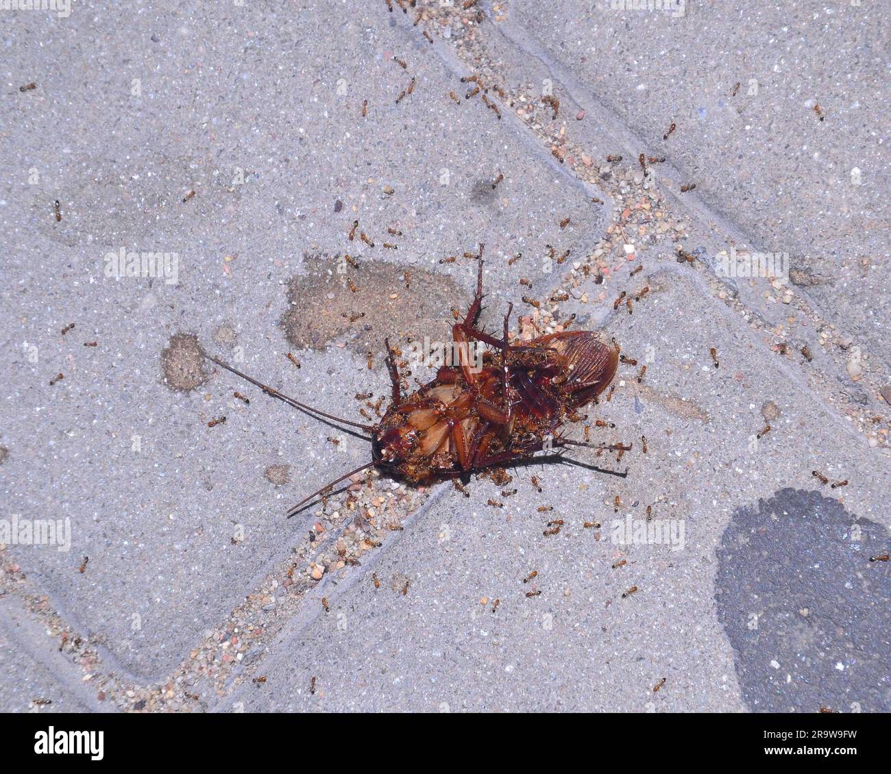 A dead cockroach lying on its back is eaten by ants on a pavement in ...