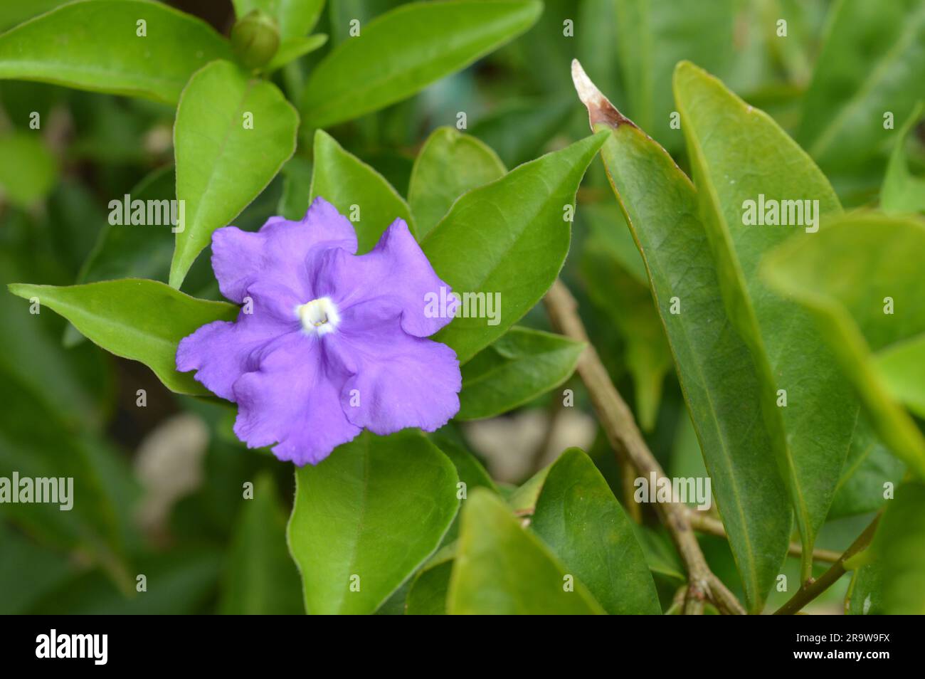 Flowering Brunfelsia latifolia nightshade shrub Stock Photo - Alamy